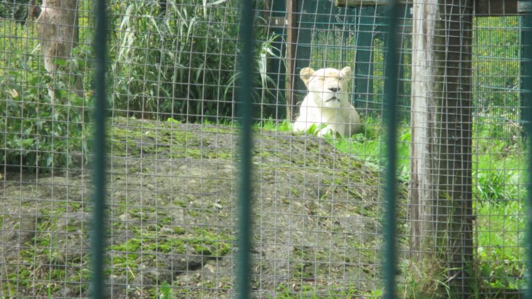 IoW2017: Dinosaur Isle and Sandown Zoo - loopyloulaura