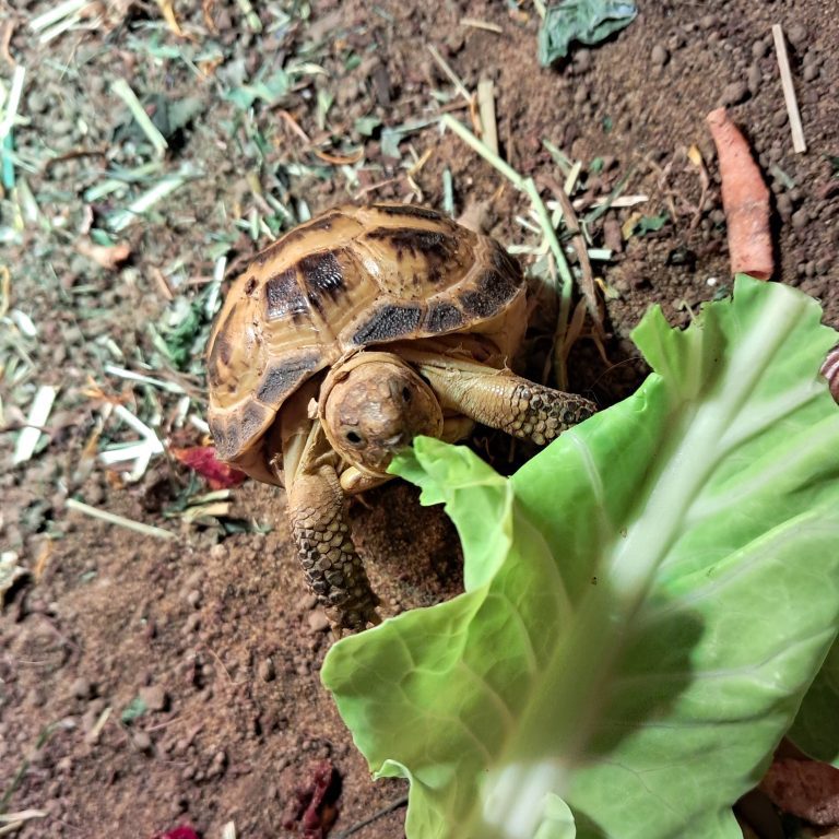 loopyloulaura - My very own website!!! Yikes!